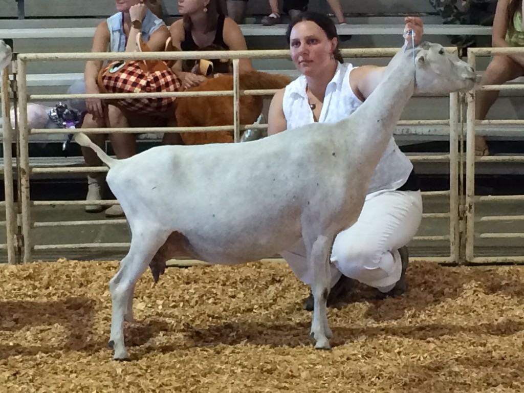 Dairy Goat Breeds – ADGA Youth