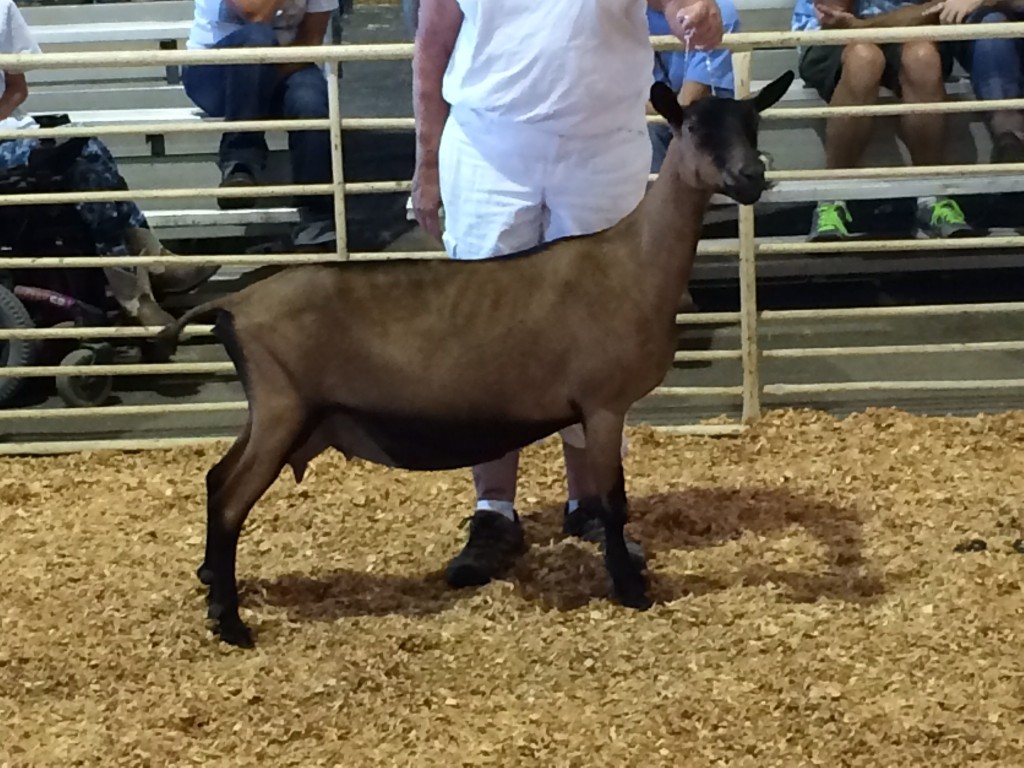 Dairy Goat Breeds – ADGA Youth
