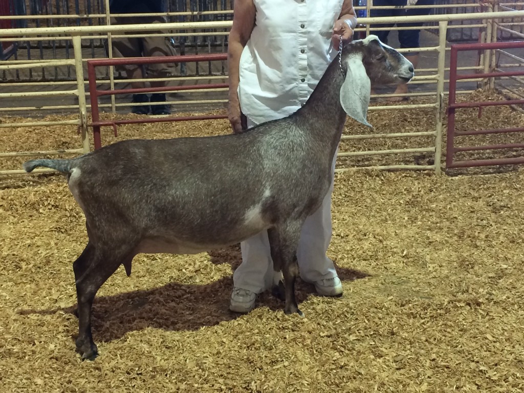 Dairy Goat Breeds – ADGA Youth