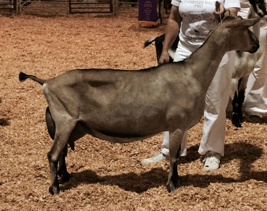 Dairy Goat Breeds – ADGA Youth